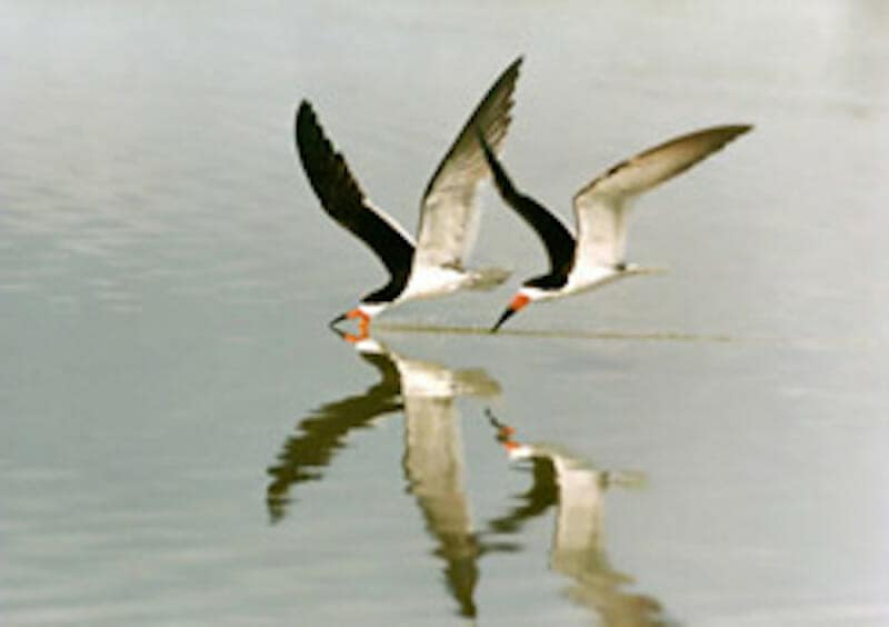 Bird Migration with David Newstead – UTMSI Series – Go Gulf States