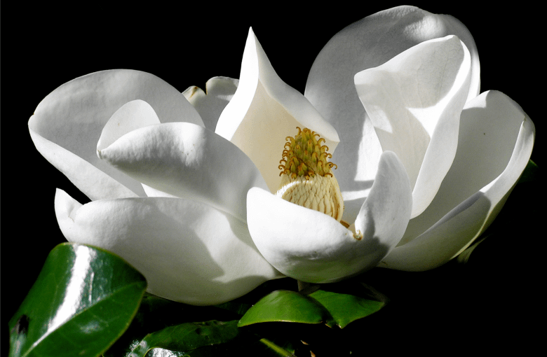 ‘A Unique Perfection’ – Healing with the Glorious Southern Magnolia ...
